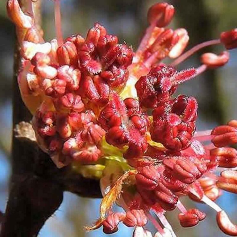 Elixir ELM (Orme) Fleur de Bach N°11 | Essences Florales