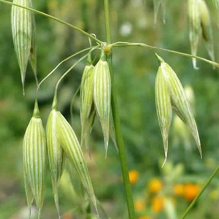Elixir WILD OAT (Folle Avoine) Fleur de Bach N°36 | Essences Florales